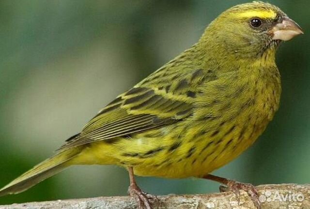 Зелёная канарейка