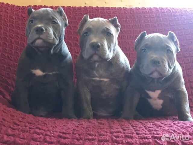 Мальчики Американский булли