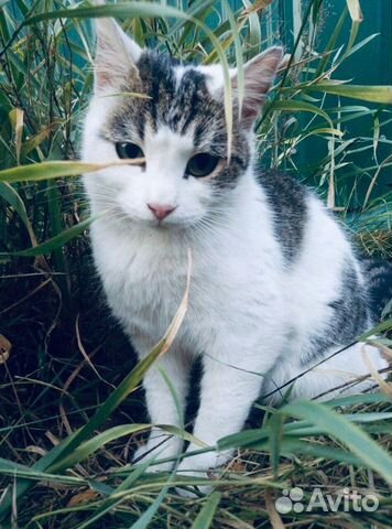 Кошечка Алинка ищет дом