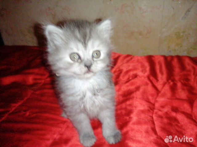 Шотландские котята (Страйт)