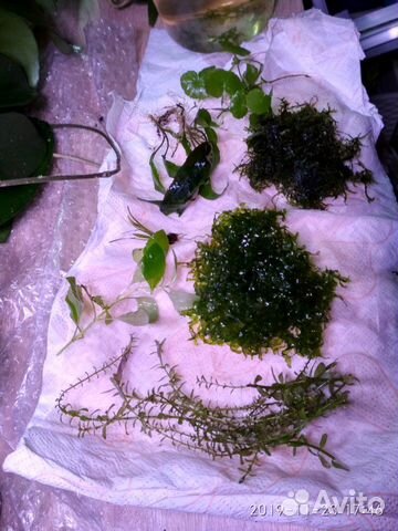 Аквариумные растения