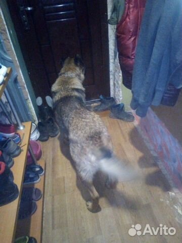 Полукровка мама кавказец папа немец