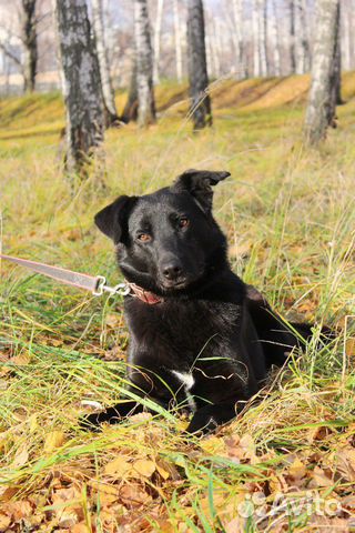 Черная красавица Герда в дар