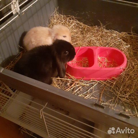 Сатиновые карликовые барашки