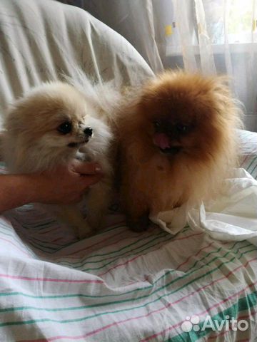 Шпиц миниатюрный вязка