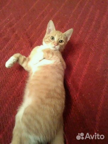 Отдам в хорошие руки