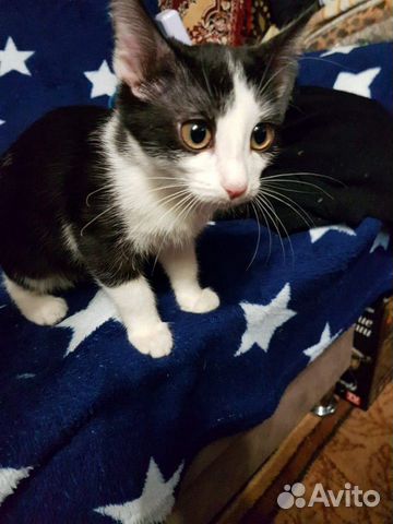 Котенок в добрые руки