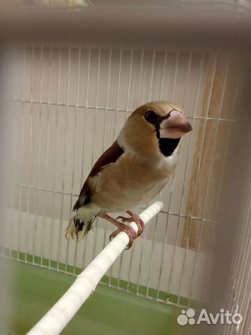 Продам птичек