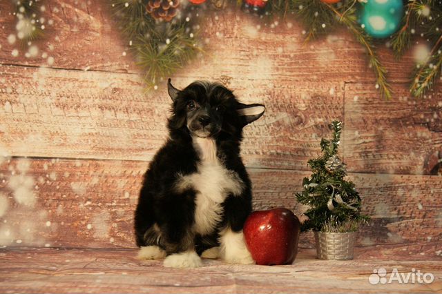 Пуховый мальчик кхс