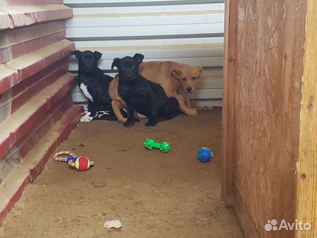 Ищем передержку или сразу новый дом