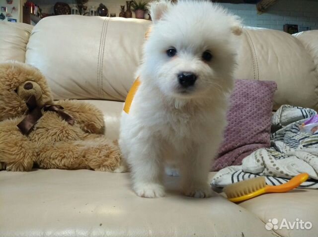 Щенки самоеда