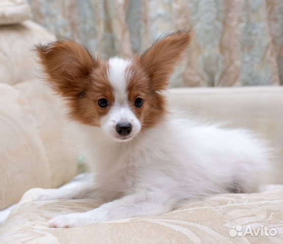 Рыжий парень