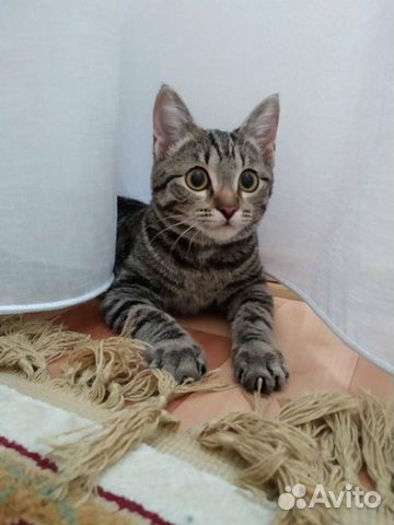 Срочный пристрой с улицы