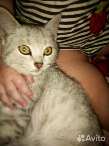 Котик