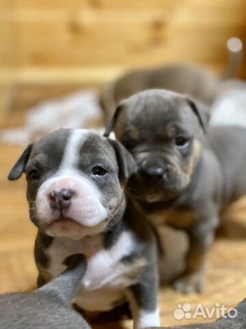 Щенки Американский булли