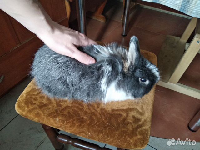 Кролик в добрые руки