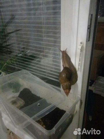 Улитка Ахатин взрослая большая