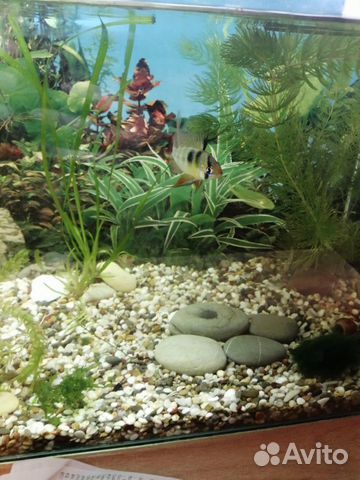 Апистограмма рамирези рыбка