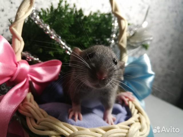 Крыса крыска и крысята