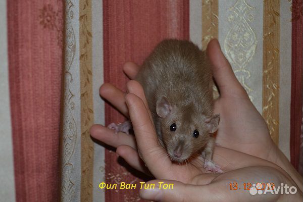 Крыс Крысенок мальчик очень красивый