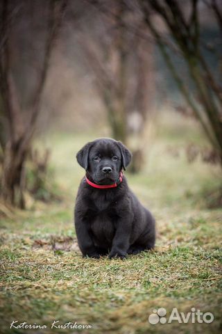 Лабрадор чёрный мальчик девочка 1,5 мес РКФ