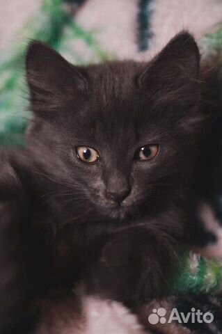 Очаровательные малышки ищут дом