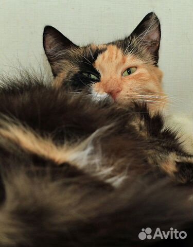 Кошка Марго