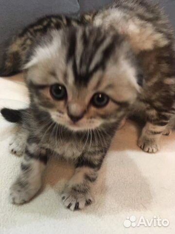 Шотландские котики скотиш страйт, фолд