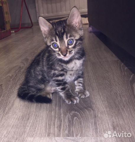 Бенгальские котята