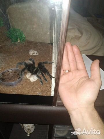 Паук Птицеед