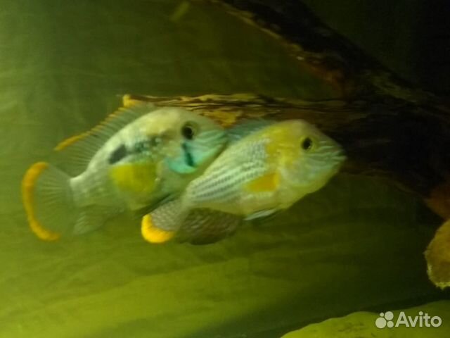 Акара бирюзовая пара