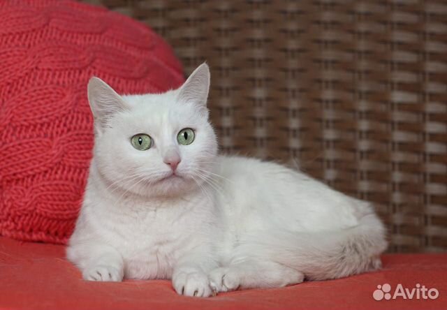 Белоснежная Лея Кошка в дар