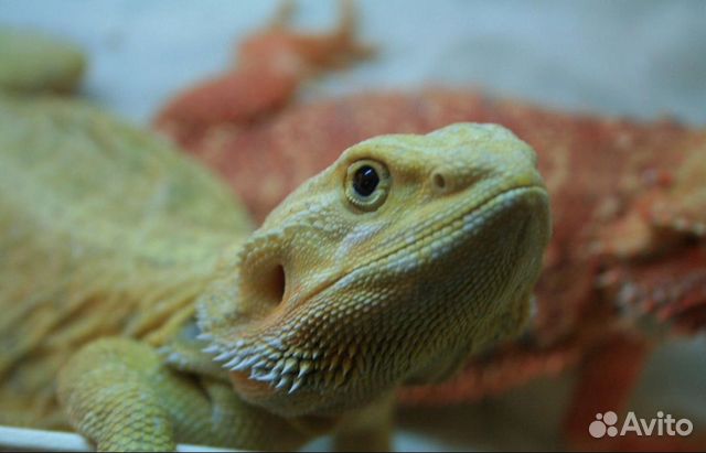 Агама бородатая
