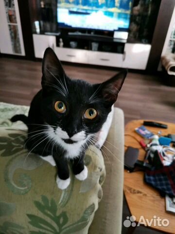 Котёнок