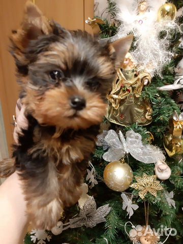 Йоркширский терьер