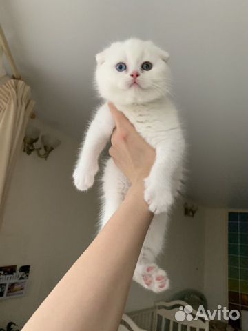 Шотландская