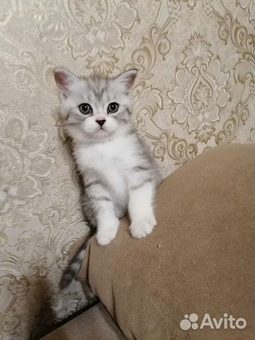 Продам милых шотландиков)