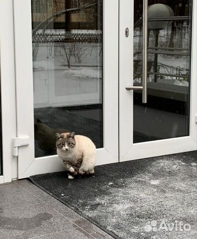 Кот ищет дом