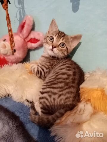 Котята счастья от персидской кошки