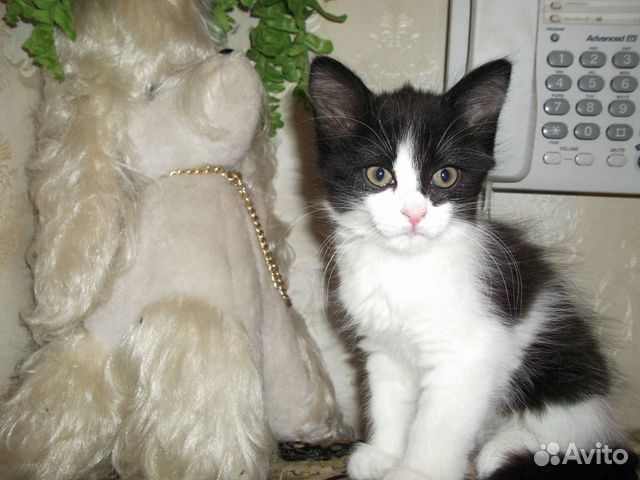 Котята ищут хозяина