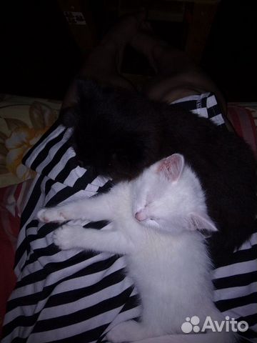 Турецкая ангора