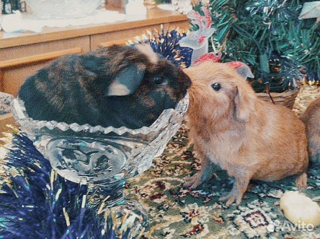 Болдуинокарьеры