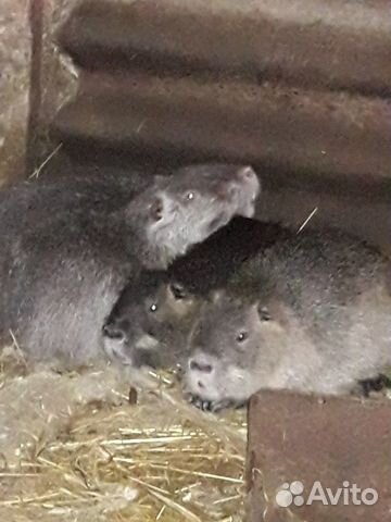 Продажа нутрий живым весом