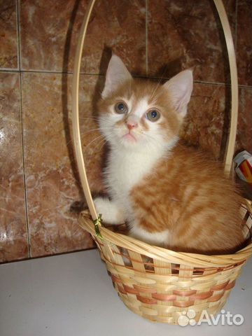 Рысенок-курильский бобтейл