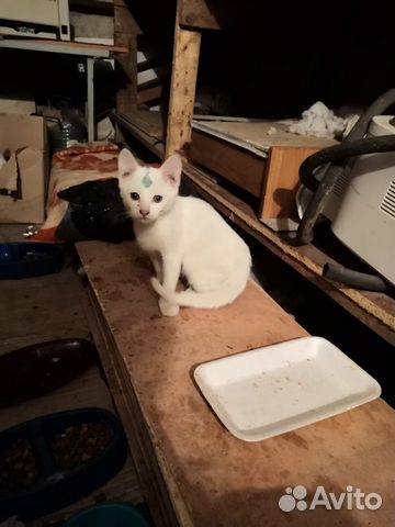 Белые котята к новому году