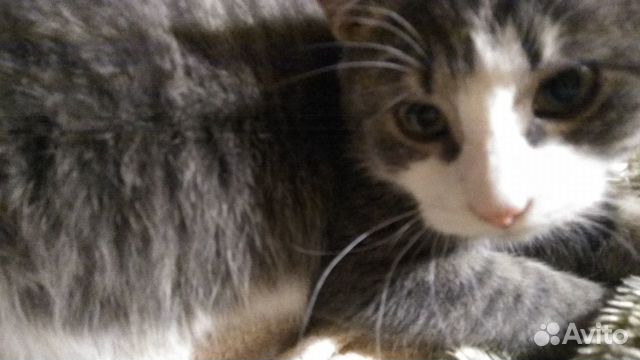 Котёнок Барсик