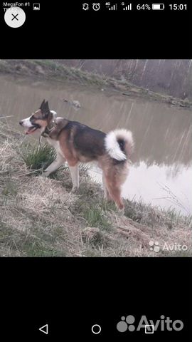 Лайка