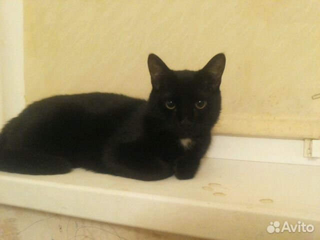 Кошка