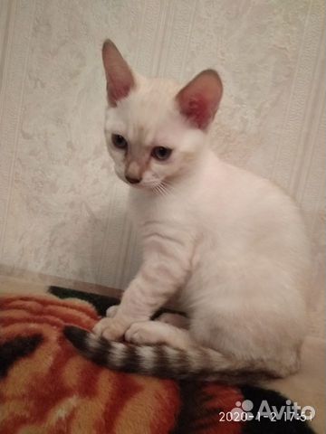 Бенгальская снежная кошечка