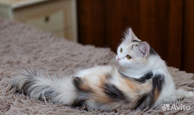 Кошечка Барби